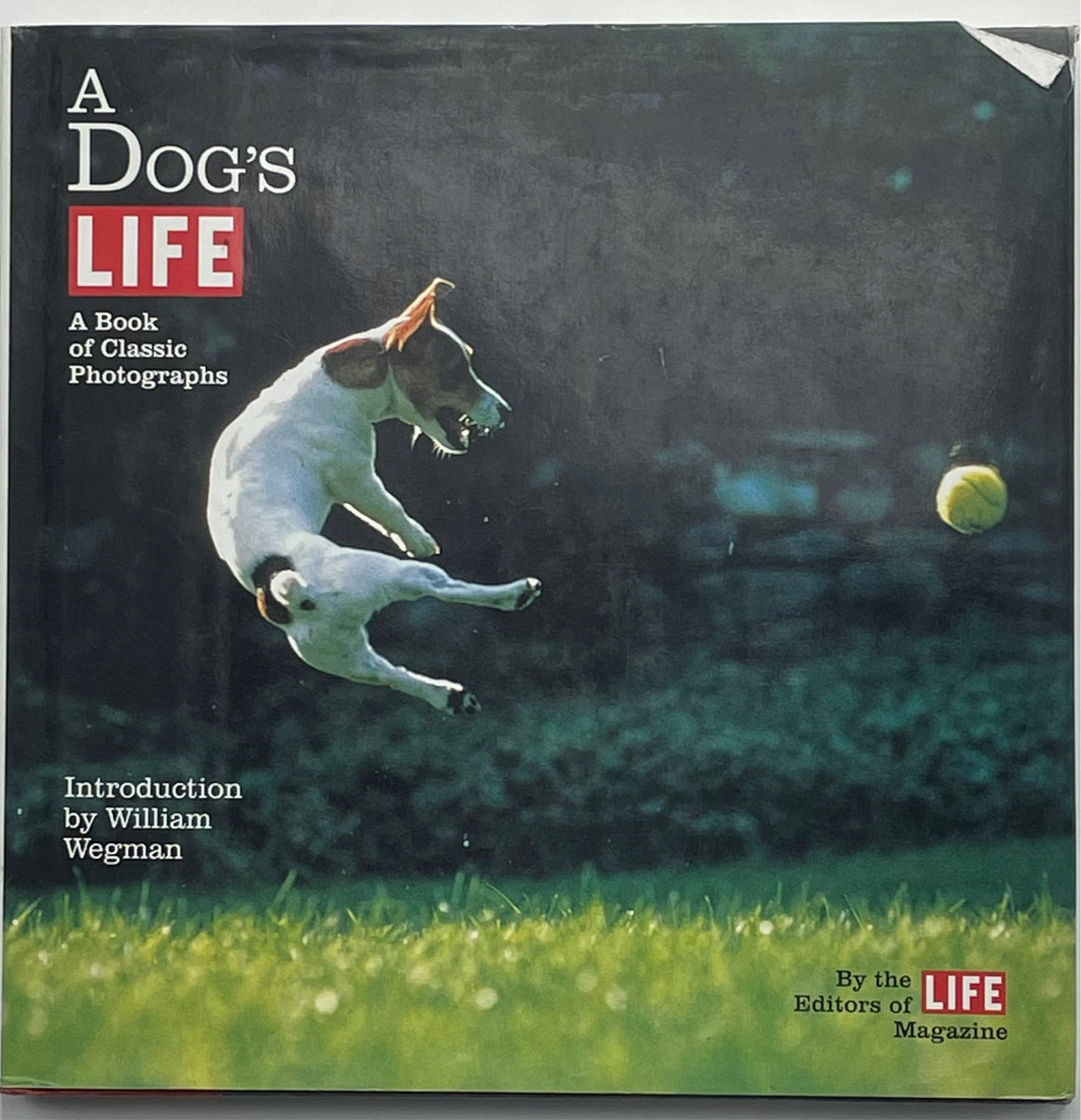 A Dog’s Life – Pillow-Cat Books